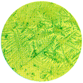 Reusable Saliva Based Ovulation Monitors (Microscopes) -Purchase Online